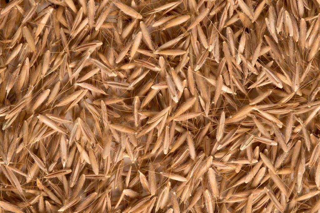 Rice in vivo RNA Structurome Reveals RNA Secondary Structure ...